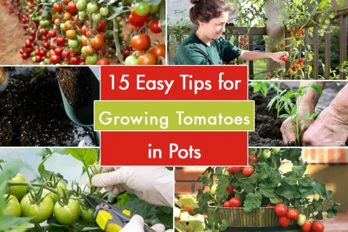 15 Tips For Growing Tomatoes in Pots & 18 Best Tomatoes for Containers