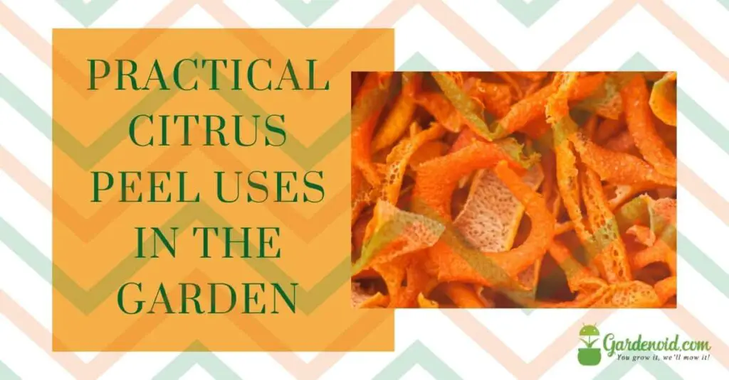 15 Practical Citrus Peel Uses in the Garden - Gardenoid