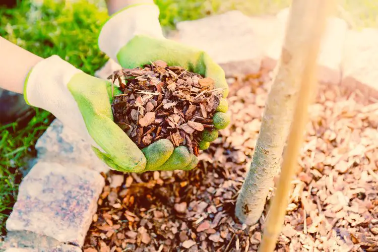 How to Shell Sunflower Seeds Quickly?