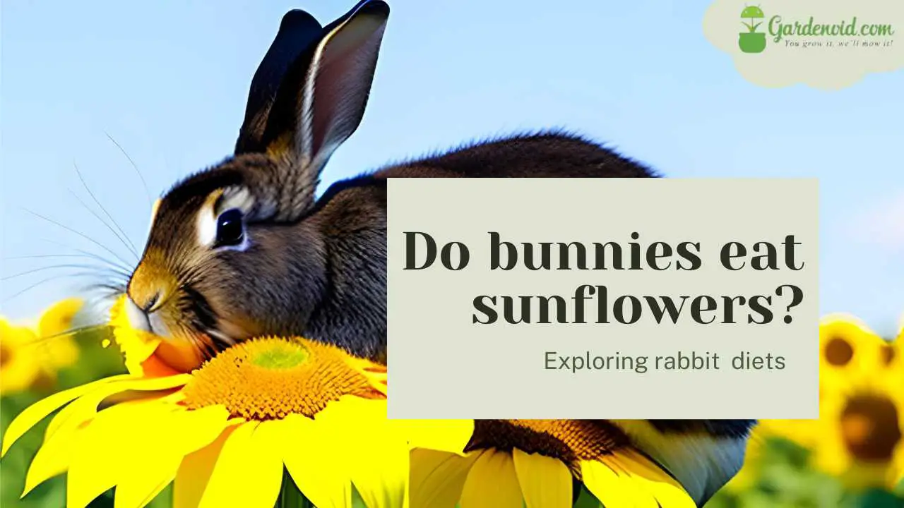Do Rabbits Eat Sunflowers? Tips For Protecting Your Garden